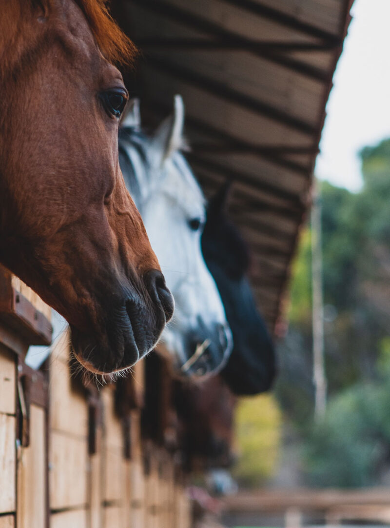 About - Maria Mendelsohn Luxury Florida & Hamptons Real Estate ...